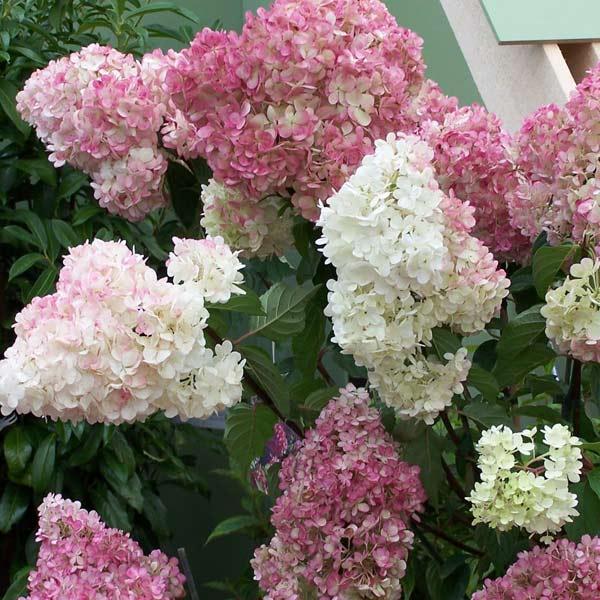 ノリウツギはアジサイの仲間で、日本原産の初夏の花です。アジサイよりも開花はかなり遅めです。バニラフレーズは咲き始めはバニラのような白色でその後にピンクに変化していきます。矮性でコンパクトにまとまります。※詳しい商品説明は下のほうに記載があります
