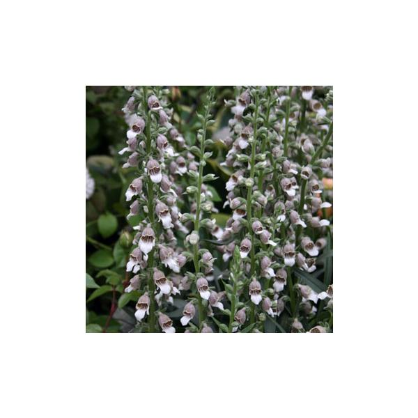 フォックスグローブ和名はキツネノテブクロ。イギリスの伝統的なコテージ・ガーデンの宿根草です。草丈が大きく伸び、花茎の周囲にいっぱいの花をつけるので、花壇で引き立ちます。切花にも適しています。暑さ寒さに強く、やせ地、半日陰や窪んだ場所でもよく...