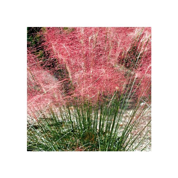 ミューレンベルギア カピラリスはシルバーグリーンの細く涼しげな葉を茂らせるグラスで、夏から秋に出る赤みを帯びた穂が、スモーク状になり、大変美しい品種です。ガーデンのアクセントとしても良いですが、群植するととても見事です。花のない時期も美しく...