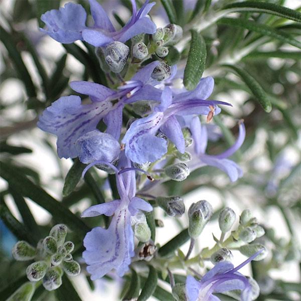 ★入荷から日数が経ったためセール価格となりました。商品の状態は画像と異なる場合があります。★ダンシングウォーターはほふく性のローズマリーです。透き通るようなブルーの花を咲かせます。ダンシングの名前の通り、枝がくねりながら下に垂れるように伸び...