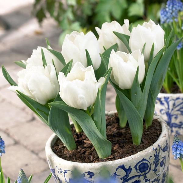 草丈が低く、15〜20cm程度で開花するコンパクトで可愛いチューリップ。とってもかわいいです。鉢植えに最適です。※詳しい商品説明は下のほうに記載があります