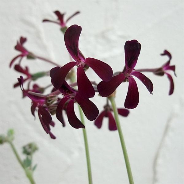 ゼラニウムの仲間 シルバーグレーの丸い葉だけでも十分な見応えがありますが、長く伸びた花茎にシックな黒赤の小花を咲かせます。開花期間が大変長く、春から霜の降りるころまで咲き続けます。冬でも温度さえあれば、咲きます。原種のペラルゴニュームですの...