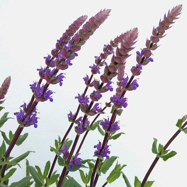 黒紫色の茎と青紫色の花の対比が美しい丈夫な宿根草 サルビア・ネモローサ・カラドンナは硬くまっすぐに立ち上がる黒紫色の花茎と青紫色の花との色合いがすばらしいサルビアです。整った姿のまま、花が終わってもワイン色のガクが残るのでとても絵になります...