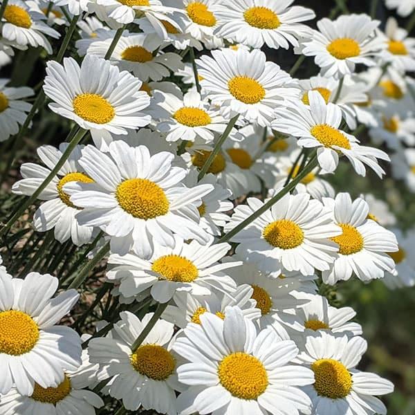 干して燃やすと虫よけに 白花除虫菊は蚊取り線香や殺虫剤として使われるハーブ。整った美しい花姿と明るい色彩で和洋ともに似合い、切花にも庭植えにも利用できます。西南アジア原産の耐寒性多年草です。花にピレトリンという殺虫成分を含んでいて、虫除け剤...