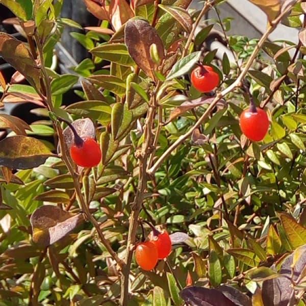 クコは春の新芽、夏のピンクの花、秋の果実と目も舌も楽しい薬用花木です。古くから強壮薬として愛用され、漢方薬や中国の薬膳料理に利用されています。千成は抜群に実付きがよく、鈴なりに実がなる品種です。若芽は香りがあり、おかゆに入れて薬膳粥にしたり...