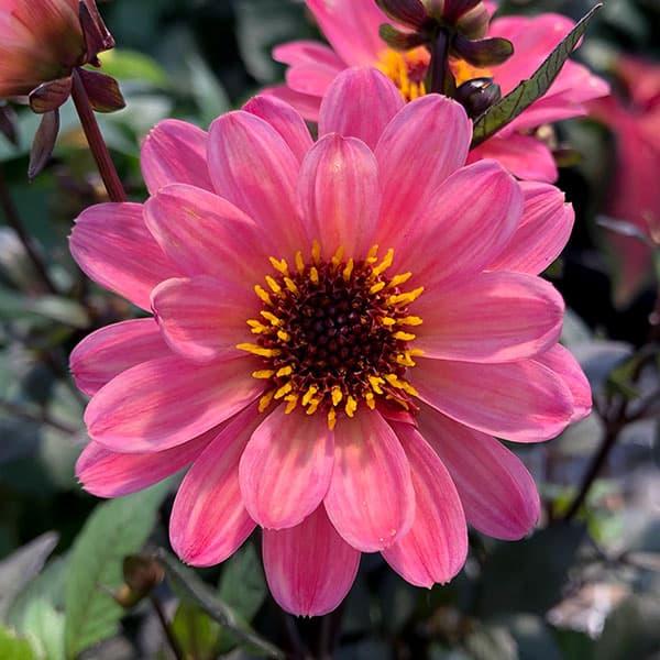 ハミングブロンズシリーズは、コンパクトで、銅葉タイプの小輪系ダリアです。花付きが良く、鮮やかな花色と銅葉とのコントラストが非常に美しい品種です。草丈が伸びすぎず、株のまとまりも良いので庭植えはもちろん、鉢植えにも向いているので、寄せ植え材料...