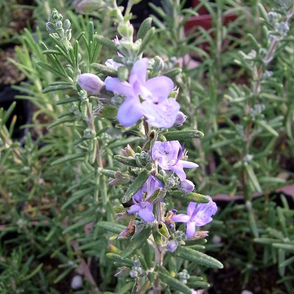 コルシカ島より採集されたローズマリー。葉は細めで濃い緑色。花は青みがかった濃い紫色。 枝は、最初は上に向かって伸び、後から下に垂れてきて、 半匍匐性の樹形になる。 ※詳しい商品説明は下のほうに記載があります