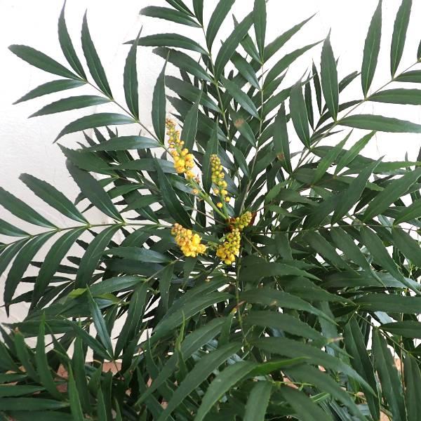 病虫害ほとんど無し・植栽の定番常緑樹 和風庭園の庭木として人気のヒイラギナンテンの中でも、この品種は特別。スマートな葉が美しく涼しげな印象で、最近注目を集めています。コンパクトな樹形で、コンテナ栽培も容易。観葉植物のような外観で、ベランダや...