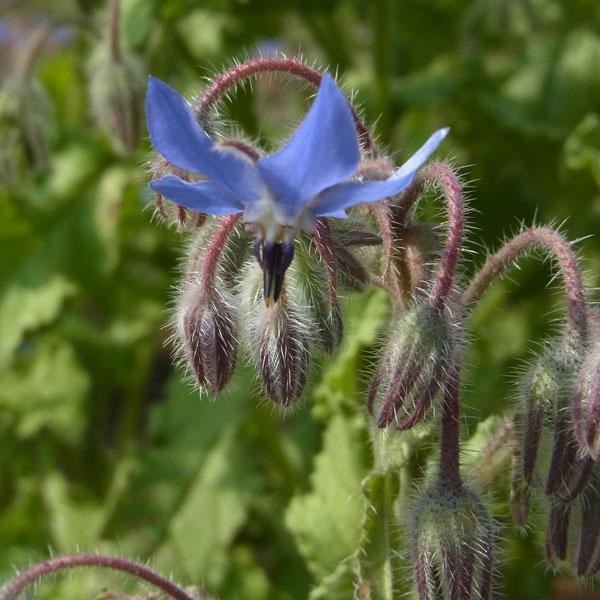 エディブルフラワー ボリジは星型のかわいい花を咲かせるムラサキ科の耐寒性1年草です。花を摘み取り、サラダやお菓子に散らして利用し、また若い葉を刻んでサラダやサンドイッチに入れます。栄養豊富で、ヘルシーなハーブです。ミツバチがよく集まるので受...