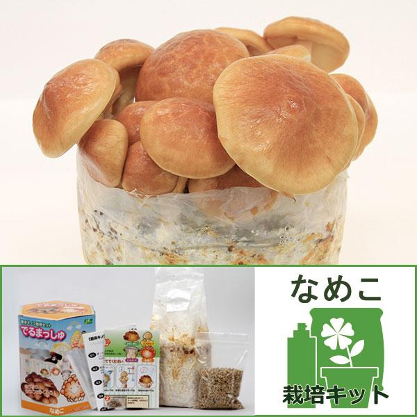 【発売日：2026年10月22日】家庭用のきのこ栽培キット。発芽から約2週間できのこが収穫できます。育てて食べる究極の楽しみの栽培セットです。※詳しい商品説明は下のほうに記載があります
