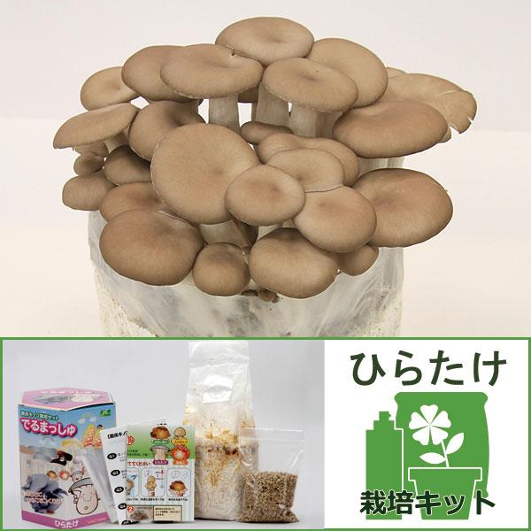 【発売日：2026年10月22日】家庭用のきのこ栽培キット。発芽から約2週間できのこが収穫できます。育てて食べる究極の楽しみの栽培セットです。※詳しい商品説明は下のほうに記載があります