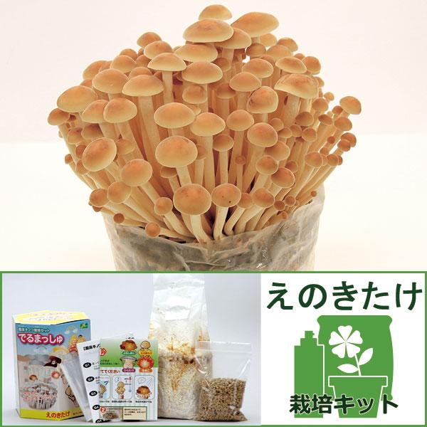 【発売日：2026年10月22日】家庭用のきのこ栽培キット。発芽から約2週間できのこが収穫できます。育てて食べる究極の楽しみの栽培セットです。※詳しい商品説明は下のほうに記載があります