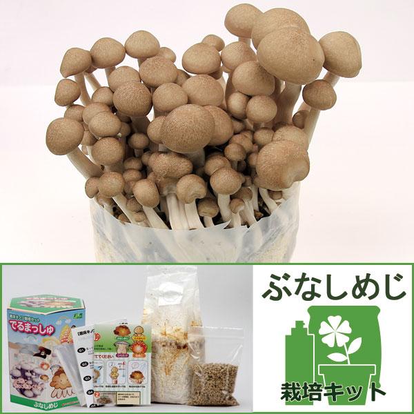【発売日：2026年10月22日】家庭用のきのこ栽培キット。発芽から約2週間できのこが収穫できます。育てて食べる究極の楽しみの栽培セットです。※詳しい商品説明は下のほうに記載があります