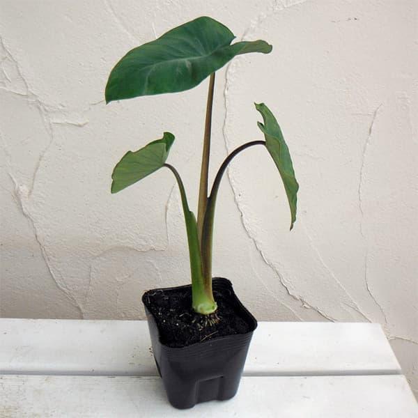 八つ頭は親芋・子芋・茎を食べる里芋です。しっかりした肉質で、煮込むと粘りが少なくほくほく食感。ずいきとしても食べられる品種です。親芋と子芋が結合したごつごつした芋の姿は縁起がよいものとして、お正月料理などに利用されます。茎（ずいき）は赤く、...