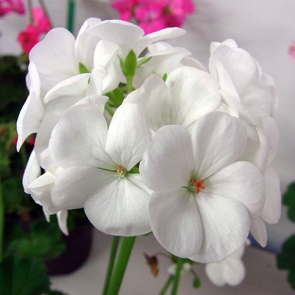 リンゴ2000は人気が高いゼラニウム。とても丈夫で育てやすく、株がコンパクトにまとまって草姿 がくずれにくく、切り戻しなどの必要が少ない品種です。花つきがよく、花色も鮮やかです。開花期間も3月半ばころから12月(霜が降りる頃まで）とたいへん...