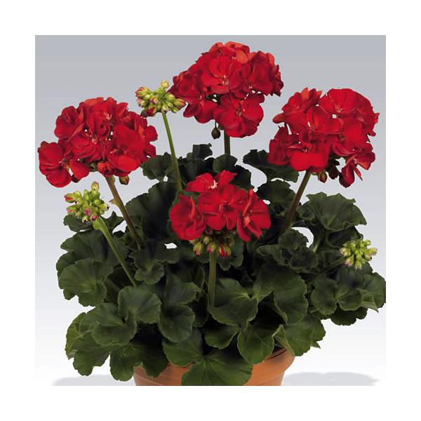 クオリティは、短期間で株のボリュームができ易いゾナル・ゼラニウムのシリーズです。※詳しい商品説明は下のほうに記載があります