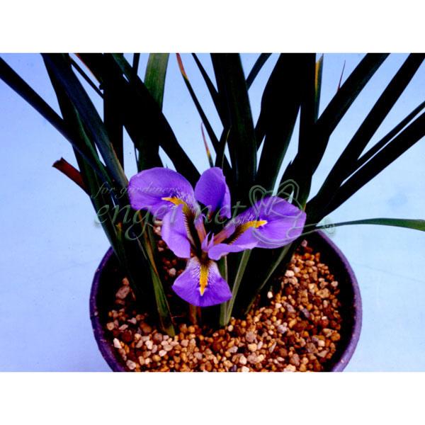 ★入荷から日数が経ったためセール価格となりました。商品の状態は画像と異なる場合があります。★地中海沿岸の乾燥した岩礫地の斜面に自生する品種の交配で、草丈は約30〜40cm程、一般のアヤメが咲かない晩秋から冬の終わりにかけて花を咲かせる珍しい...