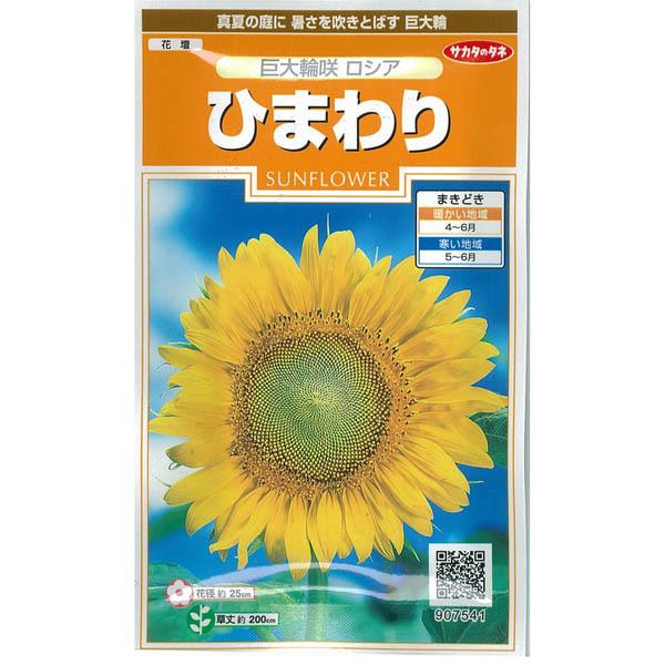 種　タネ　草丈は約200cm、先端が明るい黄色をした花径約25cmの巨大な花を一輪咲かせます。ロシアでは一般的で多く栽培されているので、この名前がつきました。大型の花壇に向いた品種です。※詳しい商品説明は下のほうに記載があります