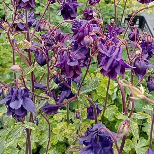 fセレクト低 アキレギア アクレイギア 苧環 おだまき★入荷から日数が経ったためセール価格となりました。商品の状態は画像と異なる場合があります。★レクレチャムゴールドは斑入り葉に濃い青紫の花を咲かせるおだまき。花色とイエローの斑入り葉の対比...