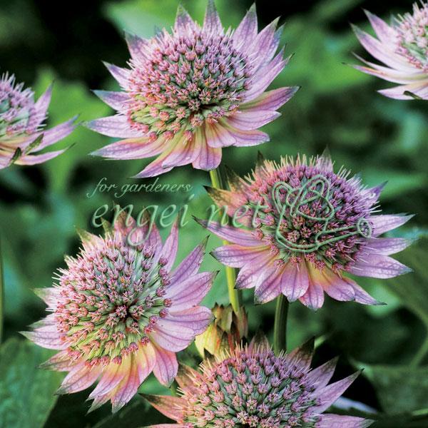 アストランティアはセリ科の多年草で、星をちりばめたように大輪の花が咲き、独特の風情があります。春夏から秋まで次々に花穂が上がり咲き続けます。丈夫な花壇用品種で、ドライフラワーにも適しています。寒さにはたいへん強く寒冷地むきです。逆に高温には...