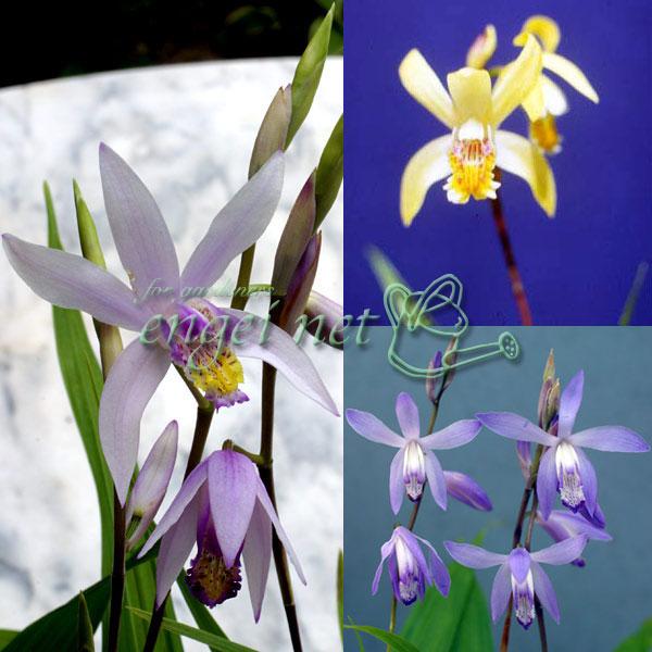 グランドカバーに人気のシランの園芸品種、珍しい3色セットでお届けします。※詳しい商品説明は下のほうに記載があります