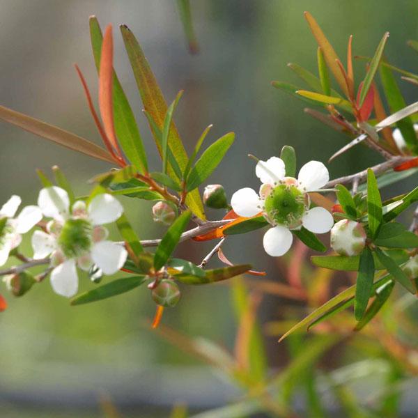 鉢植え・庭木に！ オーストラリアで古くからティーとして飲んでいたハーブとその近縁種をティーツリーと呼びます。いくつか品種がありますが、レモンティーツリーは低木、幅広の線形葉で、明るい照葉が美しく、観葉植物として好まれます。葉はレモンの香りが...