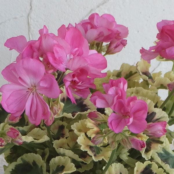 小松園芸さんの大人気のゼラニウム。斑入葉とのコントラスがとても可愛い、八重咲きの品種です。※詳しい商品説明は下のほうに記載があります