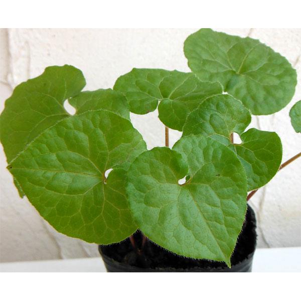 フタバアオイは別名カモアオイ。京都の葵祭や徳川家の三つ葉葵の家紋でも有名な、カンアオイの仲間です。半日陰を好む育てやすい品種です。明るい日陰なら地植えでも趣があります。多湿を避けるため乾いてきたらたっぷりと水を与えてください。カンアオイは山...