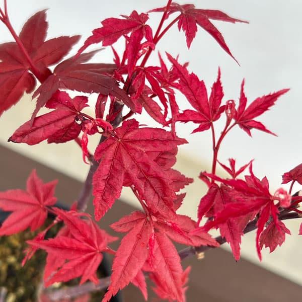芽出し時の透明感のある真紅色の葉が美しい人気品種。ミニ盆栽などにおすすめです。写真は春の出葉時のイメージです。樹高は入荷時期により多少変動する場合があります。※詳しい商品説明は下のほうに記載があります