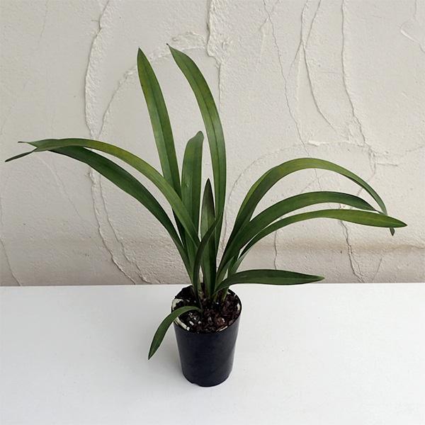 金稜辺（キンリョウヘン）デボニアナム交配 ★入荷から日数が経ったためセール価格となりました。商品の状態は画像と異なる場合があります。★ミスマフェットは金稜辺（キンリョウヘン）とデボニアナムの交配種。ニホンミツバチの誘引蘭としてよく知られてい...