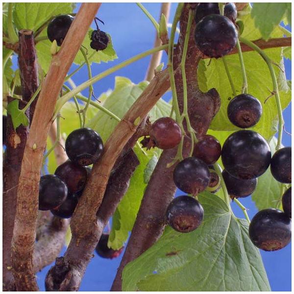 ボスコープジャイアントは黒スグリの中でも大実の品種。アントシアニンを含む健康果実として人気があり、生食のほか、ジャム、ゼリー、果実酒などにも利用されます。日本の気候によく合いますが、冷涼な気候を好み、夏涼しく、冬寒い方が結実性はよくなります...