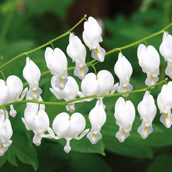 柔らかな羽状に裂けた葉、長い花茎に少し垂れるように咲く花が美しく、庭植え、鉢植えにおすすめです。赤花と白花があります。古くから日本でも山野草愛好家に栽培されていた花ですが、最近は寄せ植えやハンギングバスケットの素材として人気です。柔らかな羽...