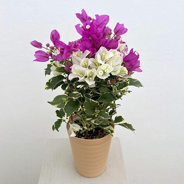 ★開花終了のため特価です。ギフトにはご利用いただけません。★★入荷から日数が経ったためセール価格となりました。商品の状態は画像と異なる場合があります。★花付きのよいブーゲンビレア。サンデリアーナホワイトとサンデリアーナパープルの二色植えあん...