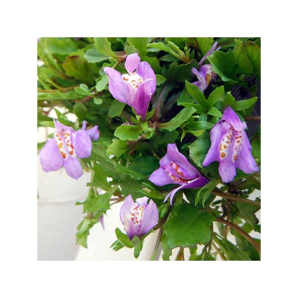 NHK趣味の園芸26年2月号掲載 サギゴケはグランドカバーに最適な強健な植物です。明るい鮮やかな緑葉と、シラサギに似た紫の小花が美しく、地面を覆うように伸び広がります。ごく小さな葉と花です。耐寒性が強く、雪の積もる地域でも大丈夫です。乾燥に...