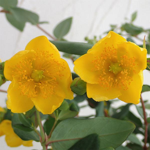 キンシバイは中国原産のオトギリソウ科の小低木。初夏に咲く黄色の花が明るい印象です強健で育てやすい品種です。花は3〜4cmほどの大きさで株立ち状に枝が出てゆるやかに枝垂れます。株が地面を覆うように広がるので、帯状の土地のグランドカバーに適して...