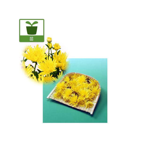 食用菊は花弁を食用にする菊です。菊は優れた薬効をもつ植物として古くから知らせており、ビタミンB1、ビタミンB2、鉄分などが含まれ、最近の健康志向から需要が高まっています。一般の菊の花はどれも食べられるのですが若干苦味があります。食用に改良さ...