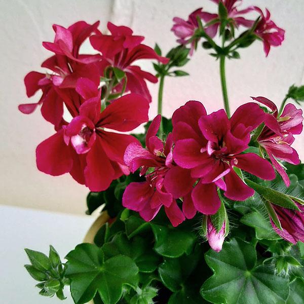 ほふく性のゼラニュームの仲間で、葉がアイビーに似ています。ヨーロッパでは窓辺を飾る植物としてとても人気があります。つやのある緑葉に鮮やかな花色が映えます。ルーレットは華やかな半八重咲きのシリーズ。大輪の花で花首が長く、切り花としても楽しめま...