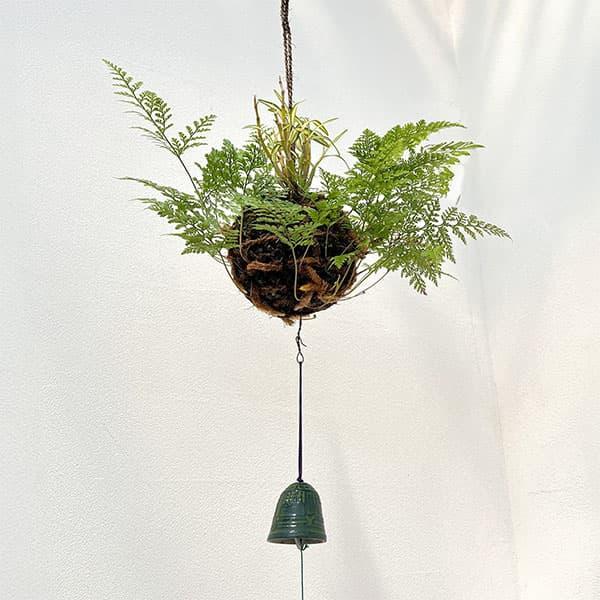 観葉植物 夏の風物として昔から愛されている釣りしのぶ。軒先などに吊るし、夏の暑さをねぎらいます。日本産の耐寒性のある落葉性のシノブです。江戸時代から作られた伝統工芸植物品で、お届けした状態のまま、5年〜10年は毎年5月中旬頃に芽を出し、秋ま...