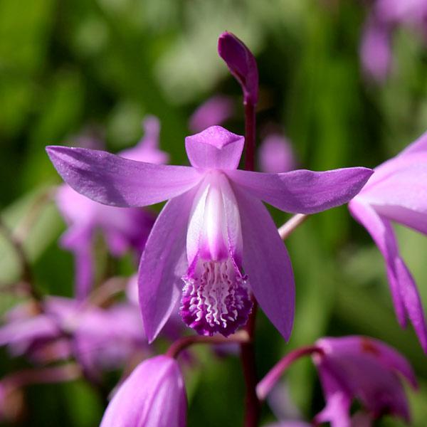 シラン（紫蘭）は日本原産のランの仲間です。寒さ暑さに比較的強くて育てやすく、上品で美しい多年草で、鉢植えや和風花壇の縁取りなどに人気です。グランドカバーとして、あるいは半日陰の庭などにおすすめです。★1ポットに4株以上をうえた多芽仕立ての苗...