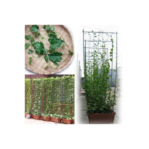 オカワカメはツルムラサキの仲間の健康野菜です。アカザカズラ、雲南百薬とも呼ばれます。よく繁る厚い葉を利用しますが、栄養価の高いおいしい野菜です。こりこりとした食感はいろいろな料理で楽しめます。柔らかな葉は生でも、ゆでておひたしでもおいしく、...