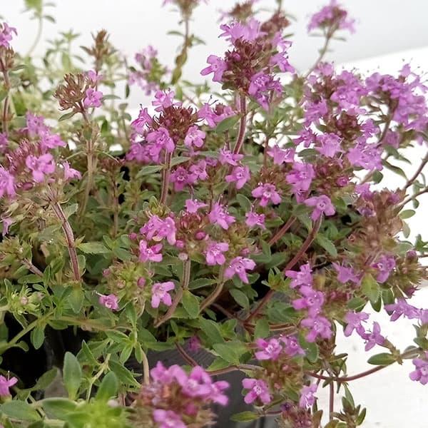 ローズレッド色の花で株が埋まるコンパクトなクリーピングタイム。濃い赤花と濃い緑色の葉がとてもきれいです。開花期でもそれほど高さが出ません。秋にはブロンズ色に変わる葉色も楽しめます。耐寒性があり生育も旺盛。グランドカバーとして庭植えにお使いく...