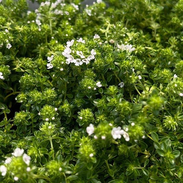 多年草 ワイルドタイムとも呼ばれるほふく性タイムの白花です。美しい白花を初夏に咲かせます。葉の色は赤花タイプよりも少し明るい緑色です。耐寒性があり生育も旺盛。グランドカバーとして庭植えにお使いください。ヨーロッパ南部の地中海西部沿岸地域の乾...