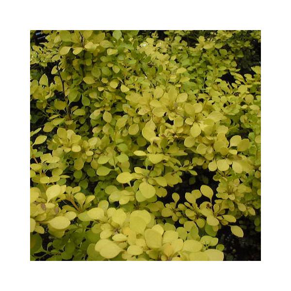 学名はバーベリス(Berberis)。英国風の植栽とともに、急速に人気上昇中の潅木です。とげがありますが、花、葉ともに美しく、紅葉、果実と見ごたえたっぷりです。強健で、欧米では生垣によく使われます。耐寒性が非常に強くて積雪や強風にも耐え、夏...