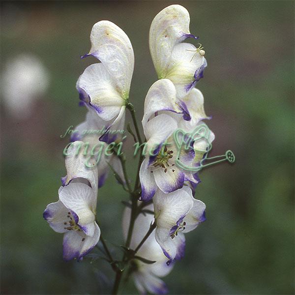 庭植えで人気の宿根草です。夏に烏帽子のような形のエレガントで気品あふれる花を咲かせます。半陰地のボーダー花壇や自然風な庭園に適しています。切花にも最適です。根は漢方薬などに利用されますが、有毒なので食用にしないようご注意ください。※詳しい商...