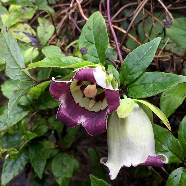 ツルニンジン（蔓人参）は東アジア一帯の森林に生育するつる性宿根草で、花に斑点があるため別名ジイソブ（爺のそばかす）とも呼ばれます。古来薬草として、根を朝鮮人参の代用などにも使われている植物です。韓国では野草料理にも利用され、TVドラマ「チャ...