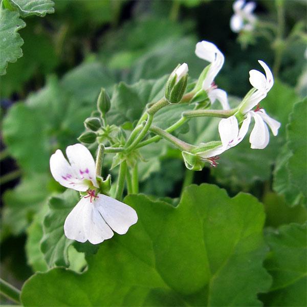 ニオイゼラニウムは香りを楽しむハーブ・センテッドゼラニウムの仲間です。南アフリカ原産の多年草で、交配により多くの品種が作り出されています。葉には良い香りがあり、愛らしい花も楽しめ、ガーデニングにおすすめです。香りは品種によりさまざま。乾燥葉...