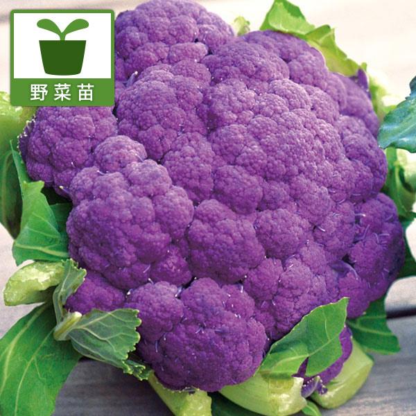 【発売日：2026年08月27日】カラフルでおいしい！カラーカリフラワー！！鮮やかな色合いで、料理の色添えに最適。緑色にはなりません。酢に漬けてピクルスとして調理するとよりいっそう紫いろが映えます。また、ゆでる際、レモンを加えると変色をおさ...