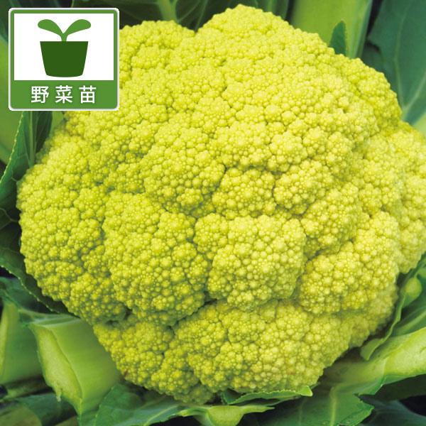 【発売日：2026年08月27日】カラフルでおいしい！カラーカリフラワー！！鮮やかな色合いで、料理の色添えに最適。茹でても黄緑色のままなので、サラダや様々な料理の色添えに最適!!花蕾は綺麗な黄緑色で締り良く、きめ細かいドーム型で重量感があり...