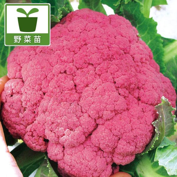 【発売日：2026年08月27日】カラフルでおいしい！カラーカリフラワー！！※詳しい商品説明は下のほうに記載があります