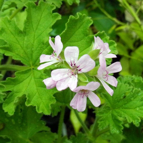 ニオイゼラニウムは香りを楽しむハーブ・センテッドゼラニウムの仲間です。南アフリカ原産の多年草で、交配により多くの品種が作り出されています。葉には良い香りがあり、愛らしい花も楽しめ、ガーデニングにおすすめです。香りは品種によりさまざま。乾燥葉...